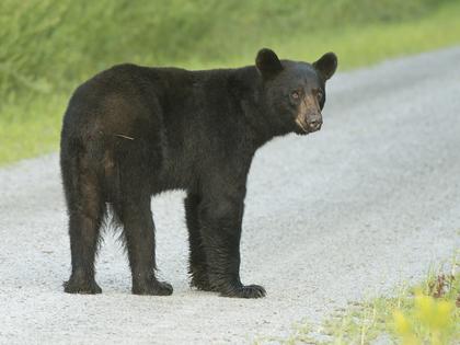 Wings Over Water Wildlife Festival - Wildlife Tours, Nature Education