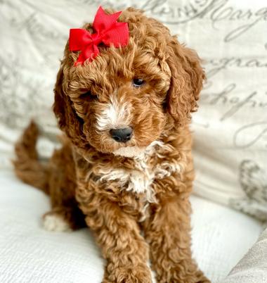 Goldendoodle Puppies for Sale Massachusetts - American Goldendoodle