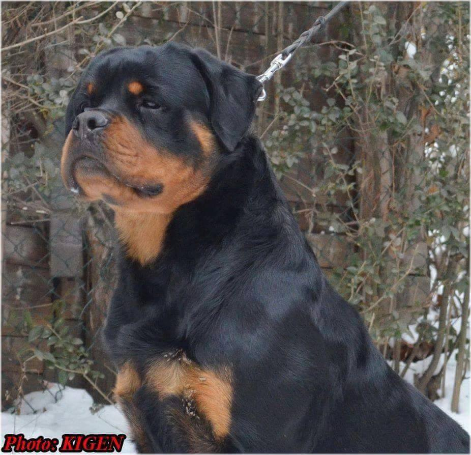 Welcome [www.drycreekrottweilers.com]