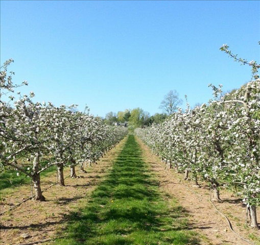 Home [www.drazenorchards.com]