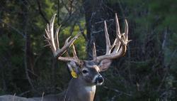 Stockerbuck.com - Texas Trophy Whitetail Deer, Stocker Bucks