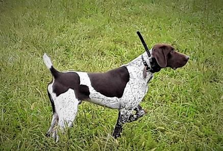 German Shorthaired Pointers for sale. Muddy Creek Kennel - Home