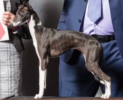 Home [www.skidiitaliangreyhounds.com]