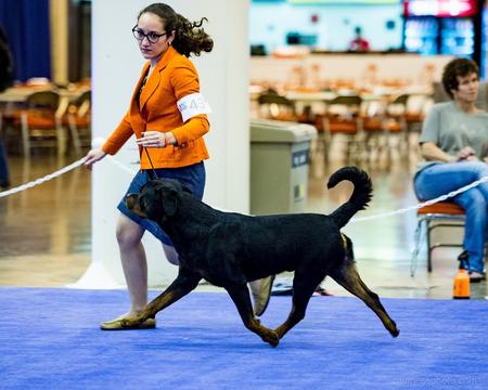 Legendary Rottweilers, German Rotts, ADRK lines, German Rottweilers ...