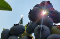 HOME [www.augustablueberries.com]