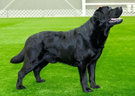 Home Page [www.langleylabs.com]