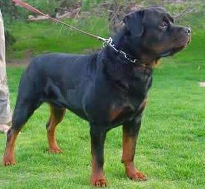 Stud service available out of premier German and East European ...