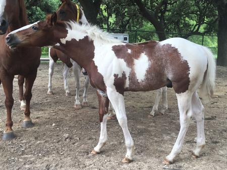Horses for Sale | Whiskey Canyon Ranch