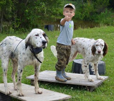 Llewellin Setters - Cash Setters