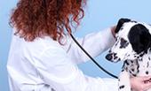 Fairmount Animal Hospital ( SAVUPET, LLC)