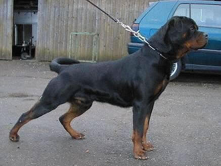 How Tough Are Rottweilers