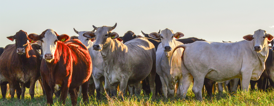 Southern Farmlands Paraguay