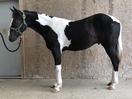 Horses for Sale | Whiskey Canyon Ranch