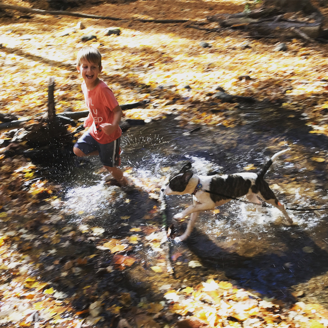 Rainbow Rescues Inc - Pet Rescue, Pet Adoption Websites, Pet Adoption