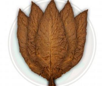 Fronto Leaf | Leaf 2 Smoke