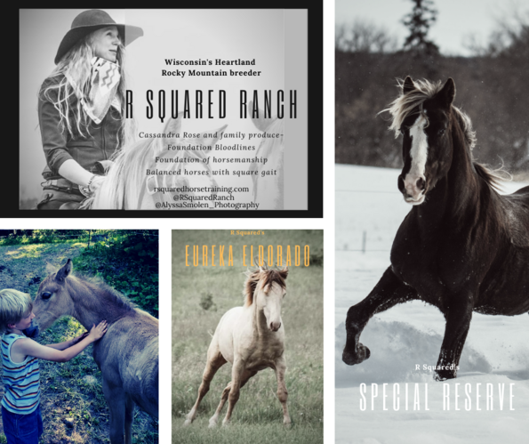 R Squared Ranch- Gaited Horsemanship