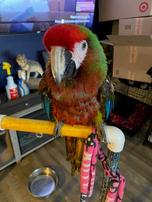 Midnight Parrot Parrot Available Babies, Macaws for sale, parrots for ...