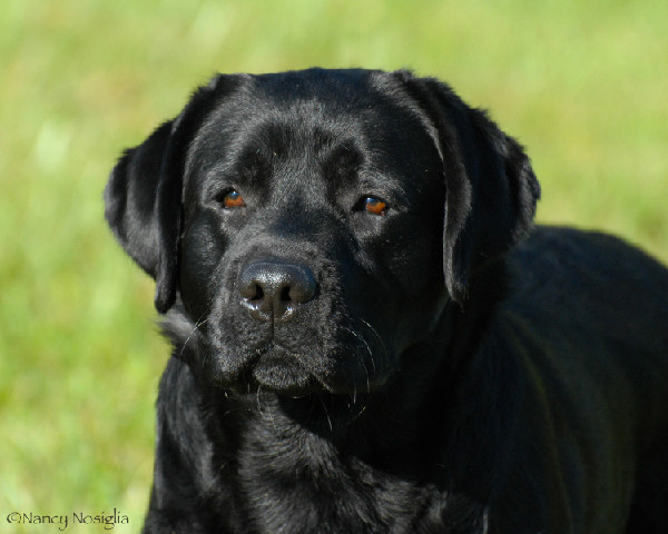 Black English Labrador Retriever Puppies