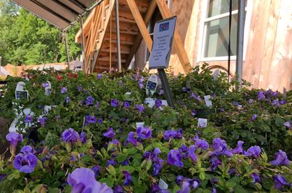 Home [www.jillybeansfarmstand.com]