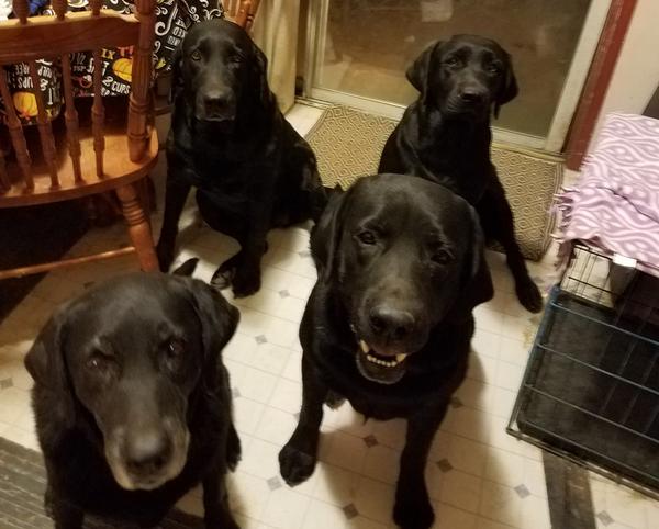 Home [www.sundancerlabs.com]