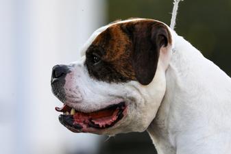 Standard American Bulldog Puppies