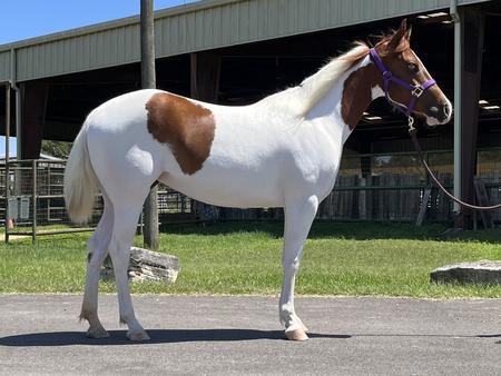 Horses for Sale | Whiskey Canyon Ranch