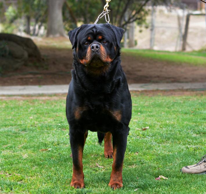 Von Ruelmann Rottweilers inc - German Rottweiler Puppies For Sale ...