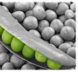 Thomsonindustriesinc.com - Pecan Processing Equipment