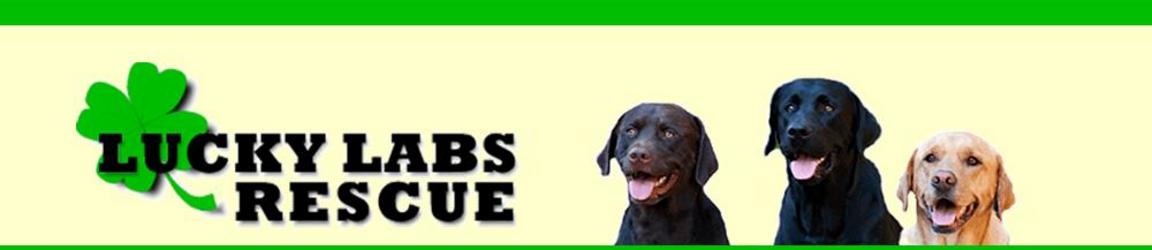 Home [www.luckylabsrescue.com]