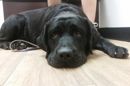 Home [www.sundancerlabs.com]