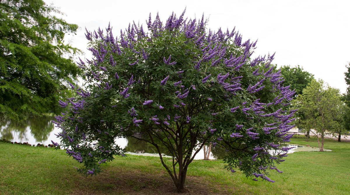 Buy Vitex (Chaste) Tree in North San Antonio / Helotes / Austin ...