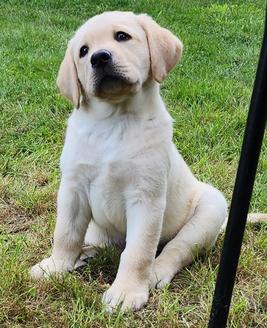 Home [www.bristolcountylabradors.com]