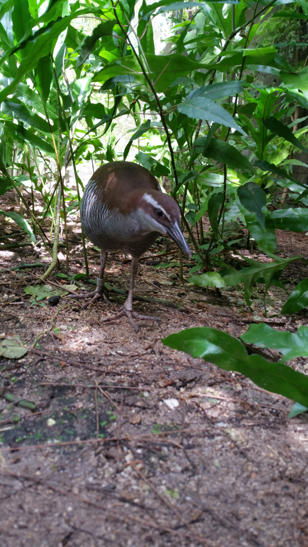 Home [www.wildlifemicronesia.org]
