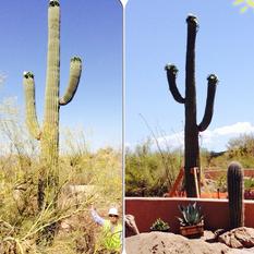 Cactus Removal and Relocation Services