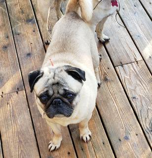 Home [www.wichitapugrescue.com]