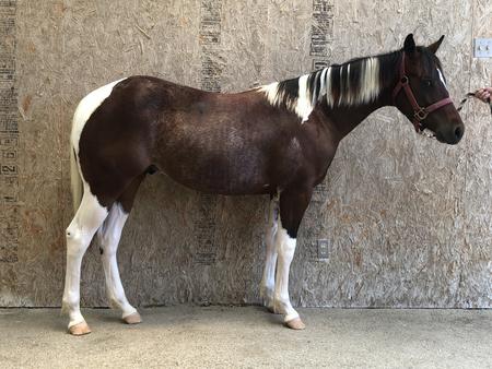 Horses for Sale | Whiskey Canyon Ranch