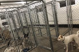 Welcome [www.castle-rock-kennels.com]