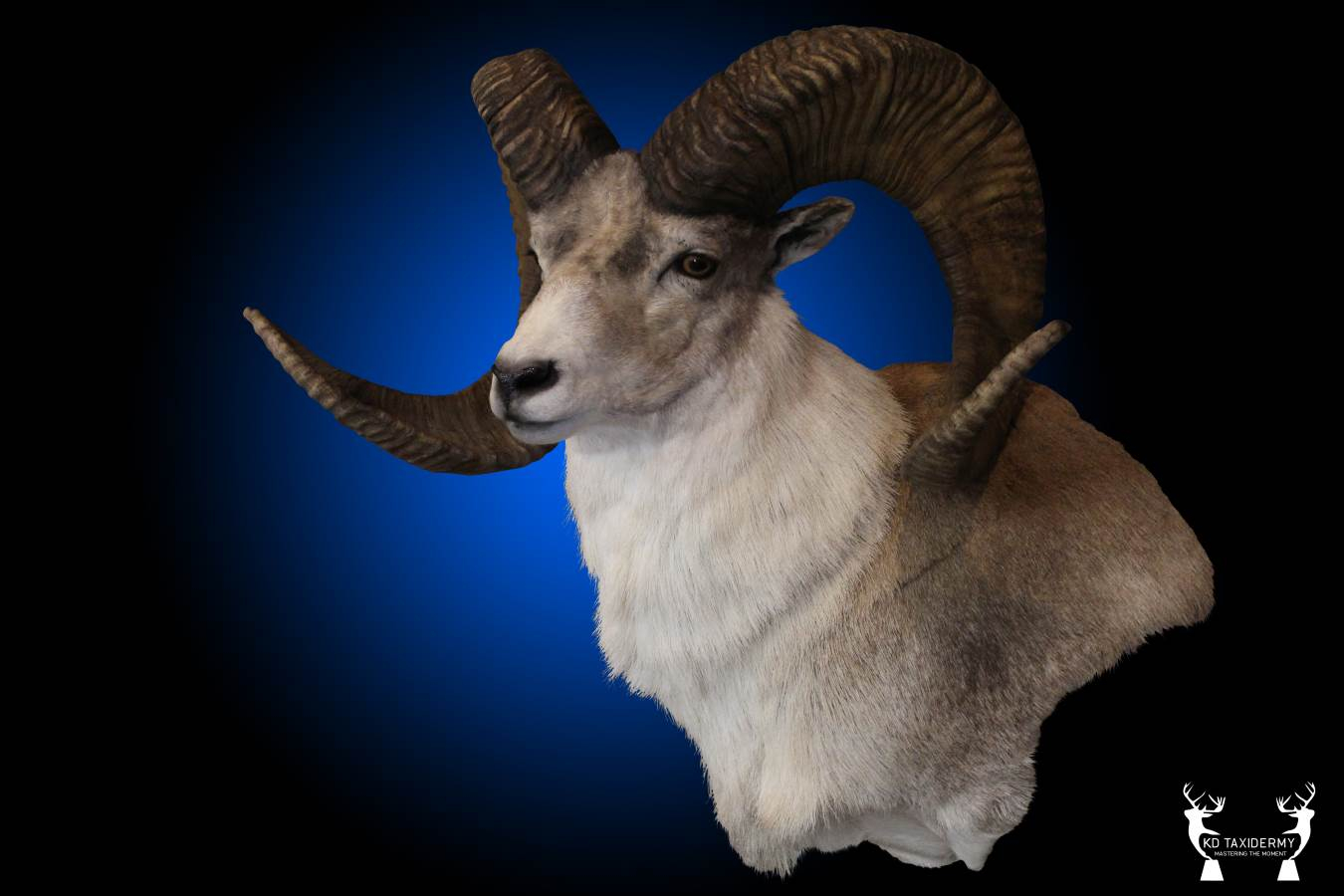 World Record Marco Polo Sheep