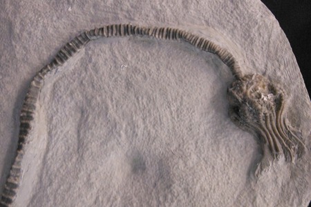 Indiana State Fossil