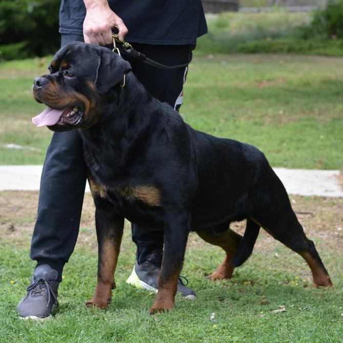 Rottweiler Puppies for Sale - Von Ruelmann Rottweilers Inc