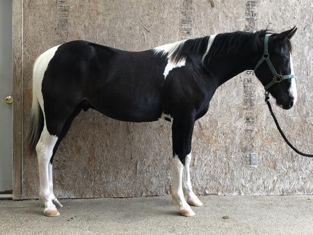 Horses for Sale | Whiskey Canyon Ranch