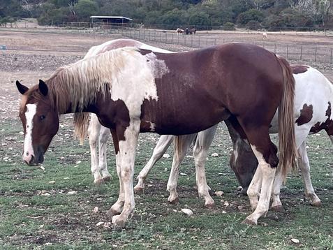 Horses for Sale | Whiskey Canyon Ranch