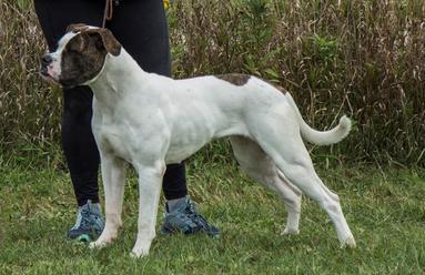 Standard American Bulldog Puppies