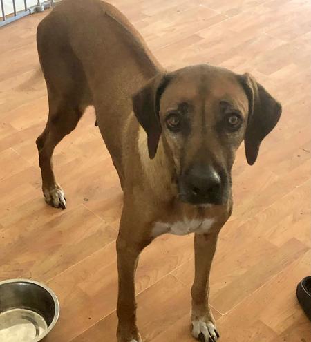 Rhodesian Ridgeback Puppies for Sale FL | Chioke Rhodesians