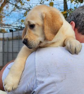 Home [www.bristolcountylabradors.com]