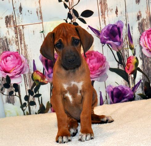 Rhodesian Ridgeback Puppies for Sale FL | Chioke Rhodesians