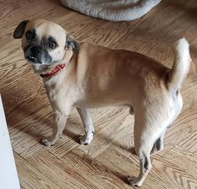 Home [www.wichitapugrescue.com]