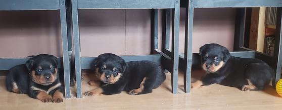Western Family Ranch - german rottweiler puppies