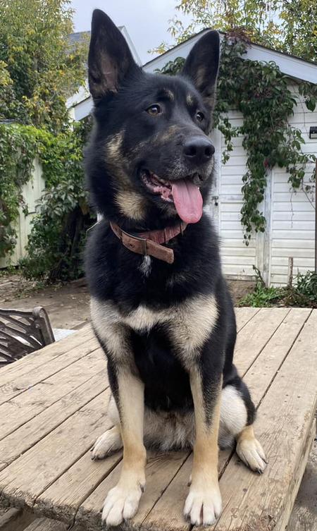 Rescue Dogs And Puppies For Adoption - Thunder Dog Rescue - Thunder Bay, On Rescue Dogs And Puppies For Adoption - Thunder Dog Rescue - Thunder Bay, On