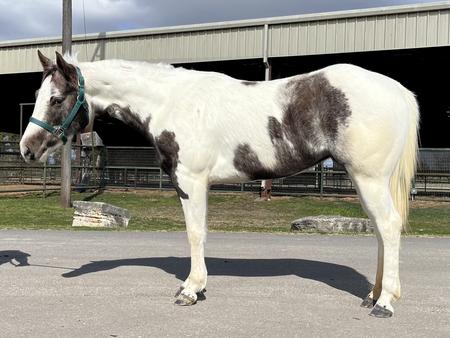 Horses for Sale | Whiskey Canyon Ranch